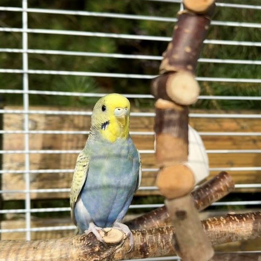 Волнистый попугай самка