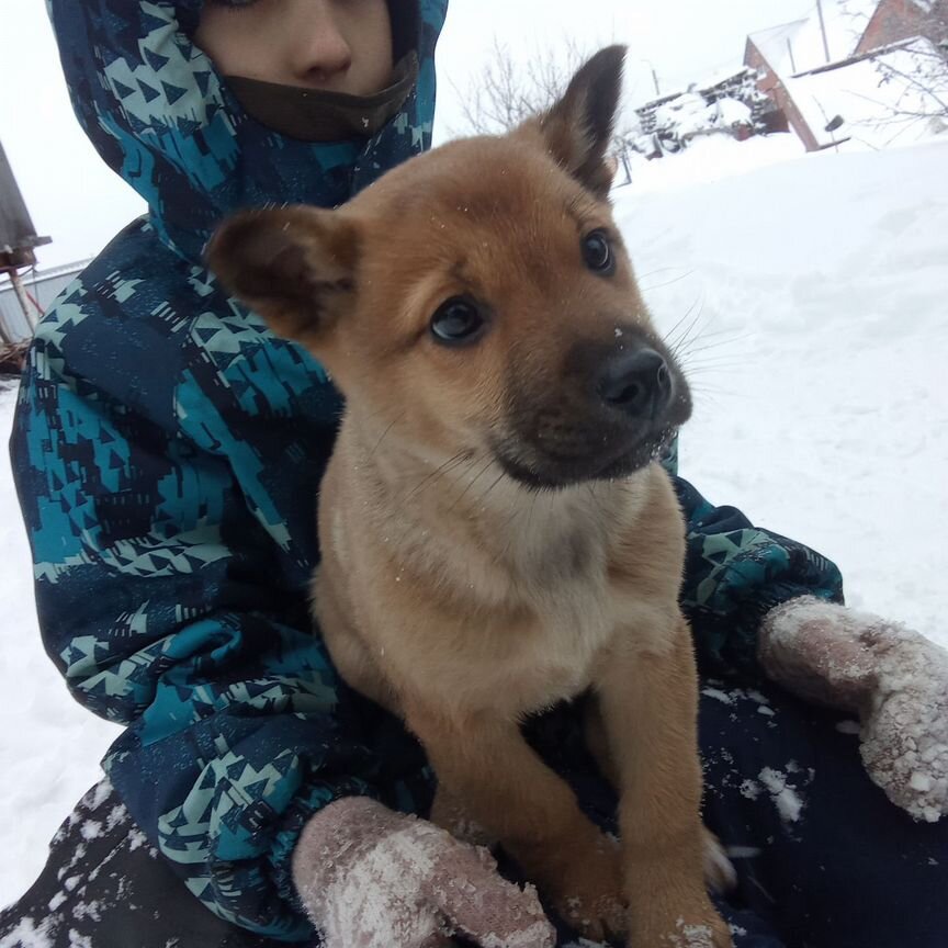 Брошенный малыш ищет новый дом