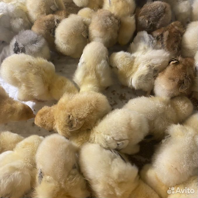 Цыпленок петушки