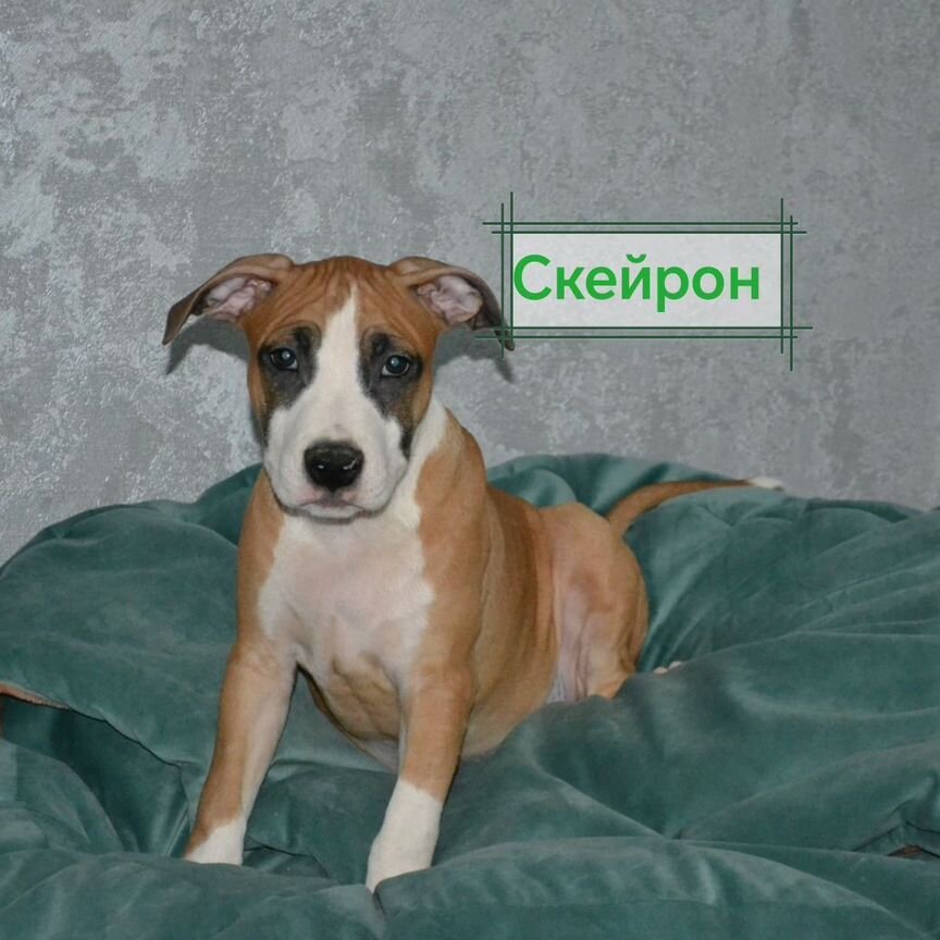 Стаффордширский терьер