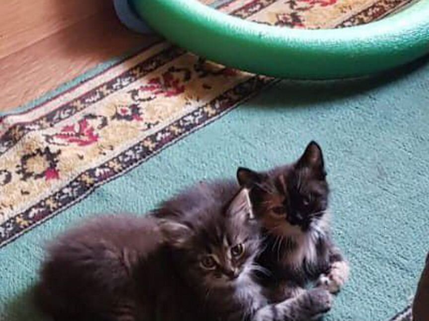 Котота