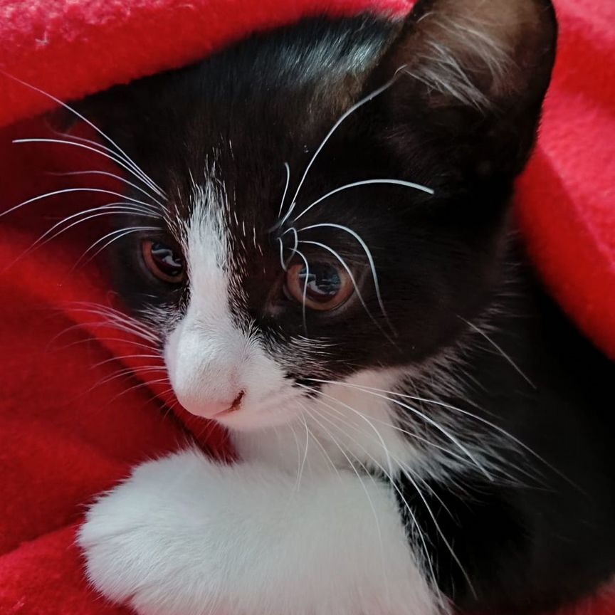 Котенок 2.5 мес. в добрые руки