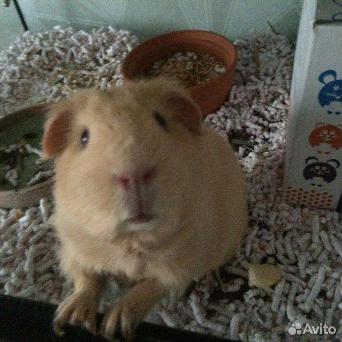 Морская свинка Английский селф