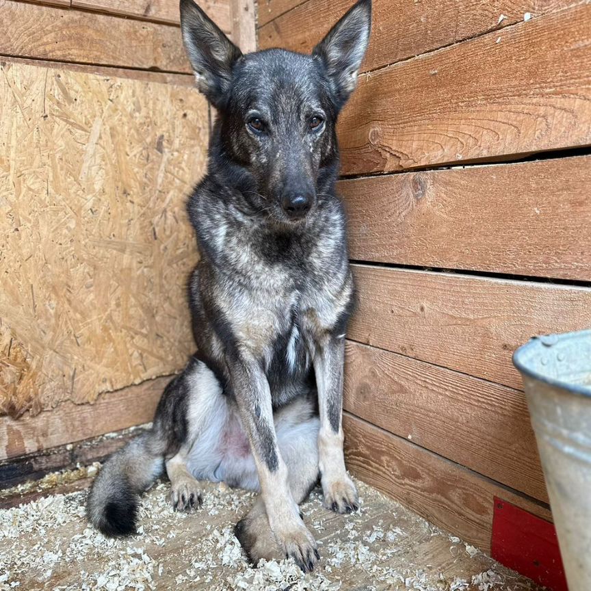 Собака не хочет жить