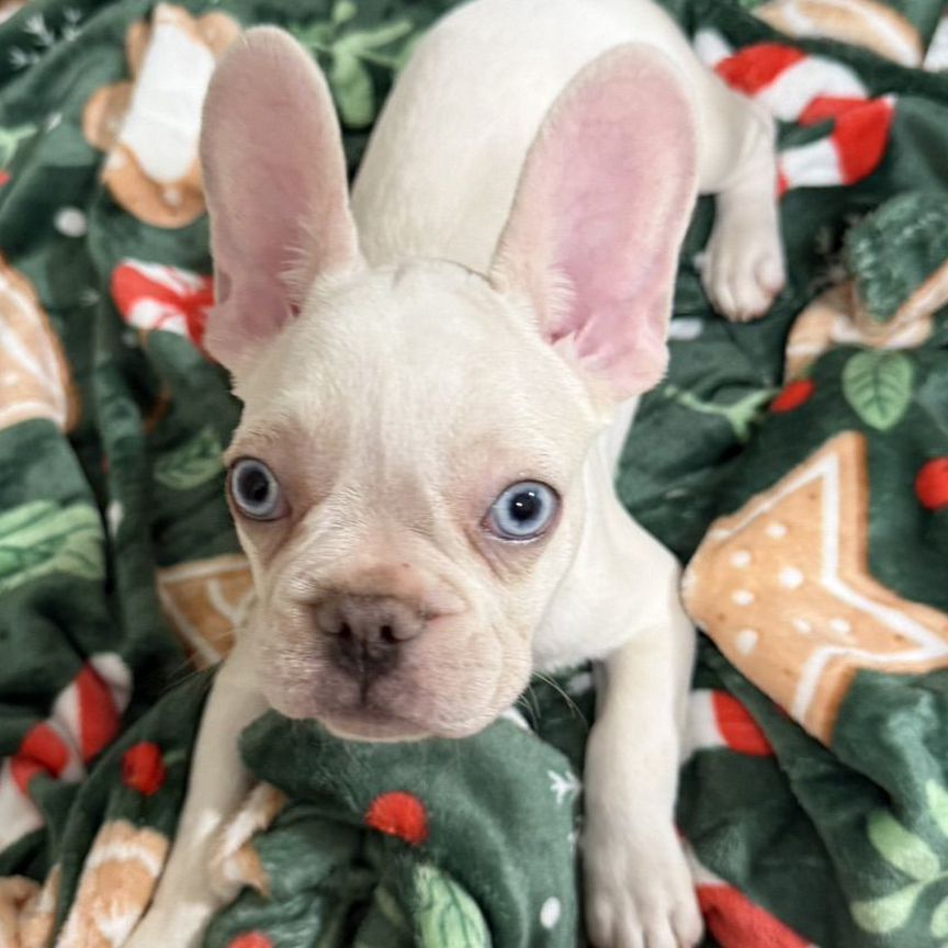 Французский бульдог, щенок