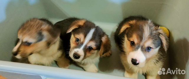 Вельш-корги пемброк готовы к переезду и под резерв