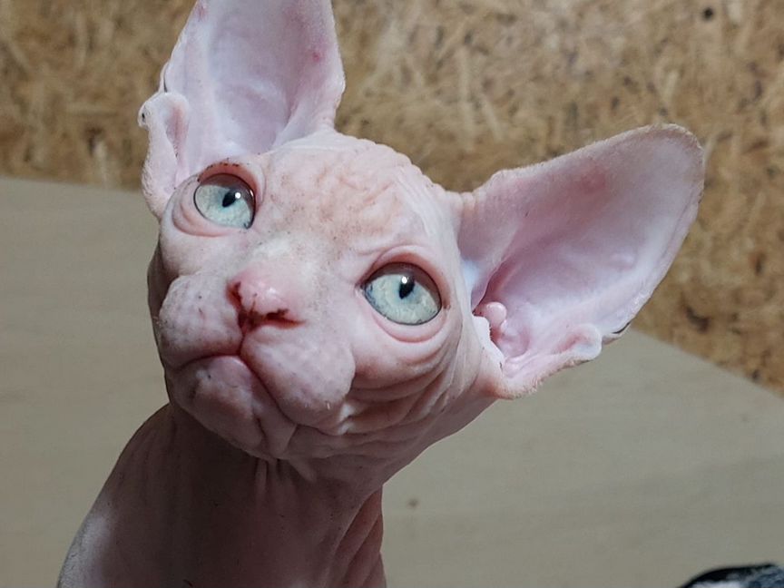 Канадский сфинкс и бамбино