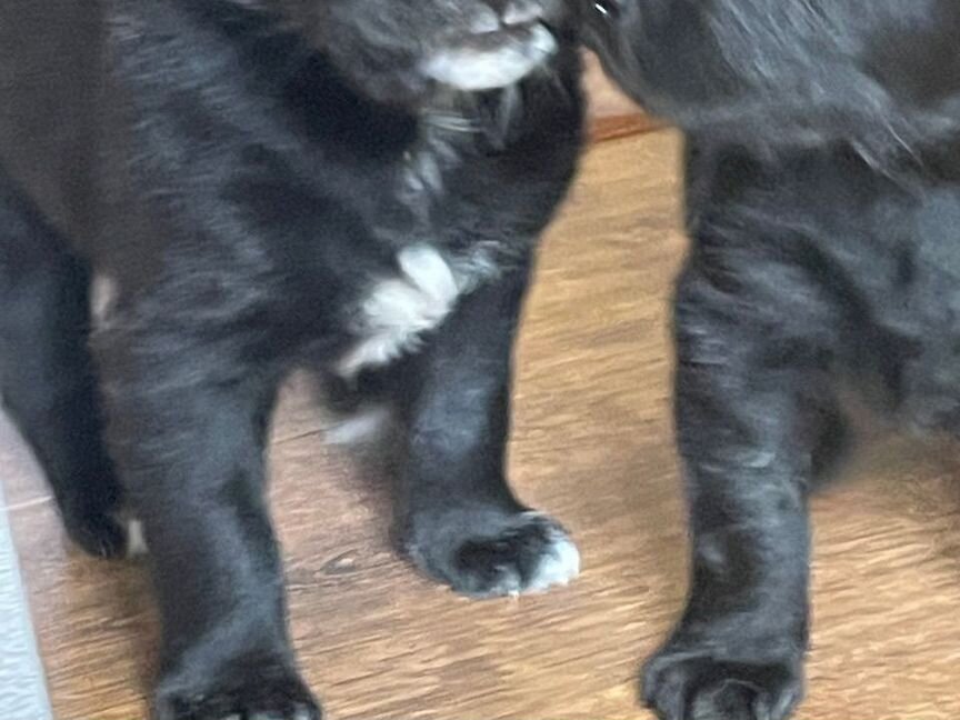 Щенки в добрые руки