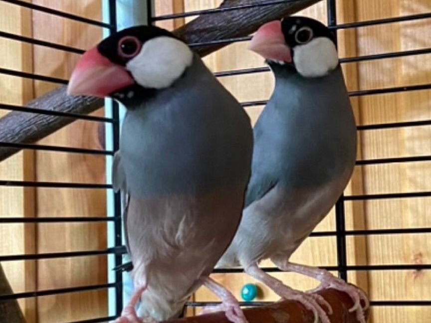 Рисовые амадины пара