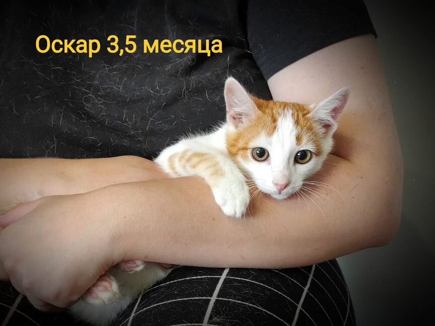 Чудо котенок в добрые руки