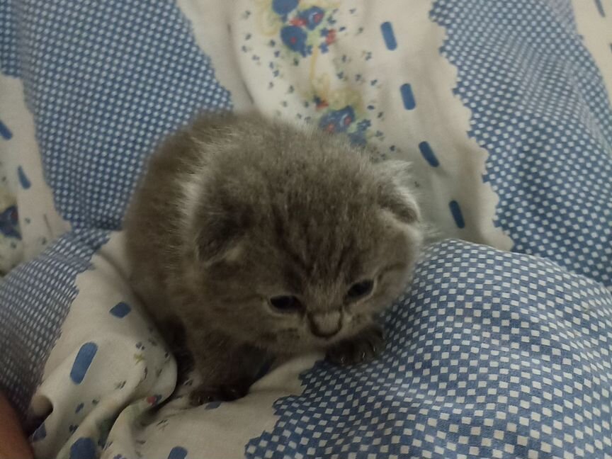 Шотландские вислоухие котята