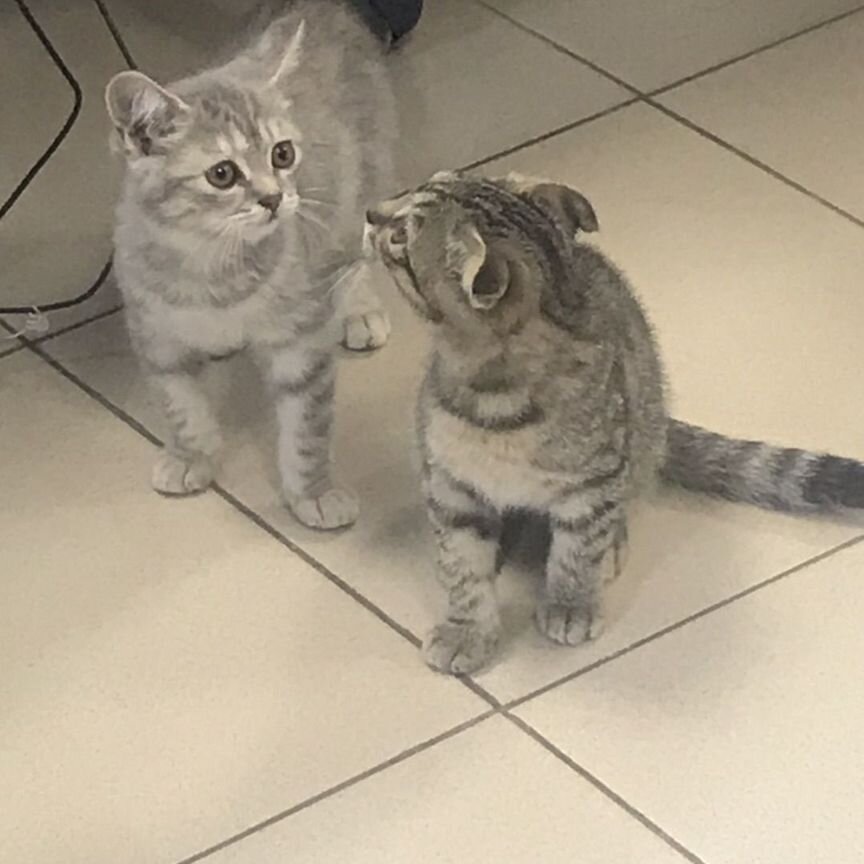 Ищу своего человека