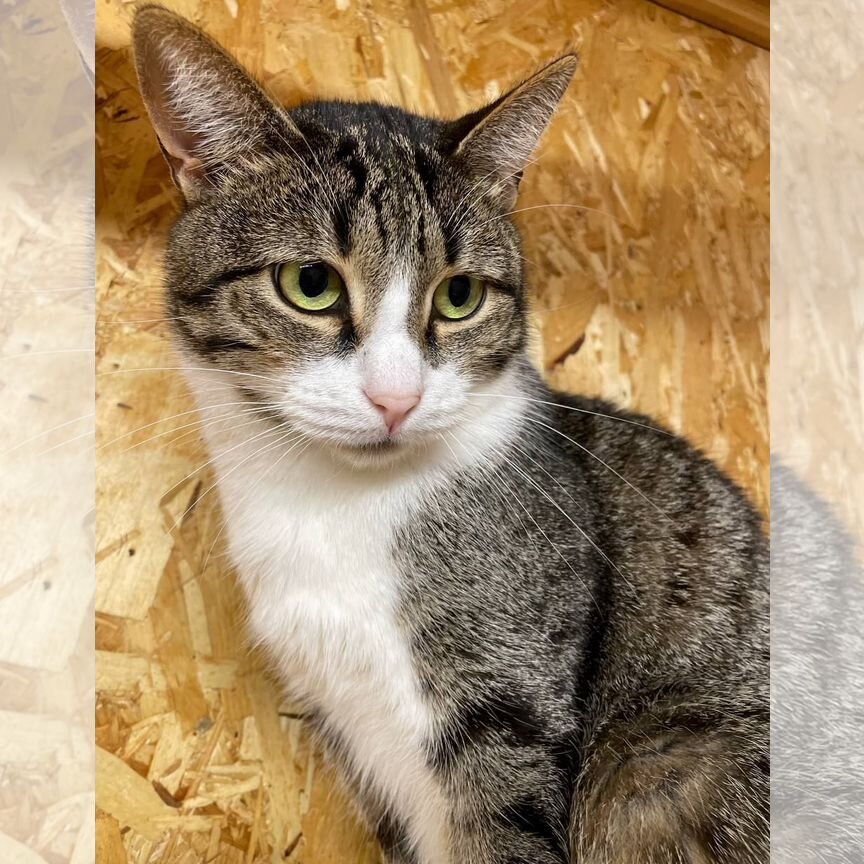 Взрослый кот в добрые руки