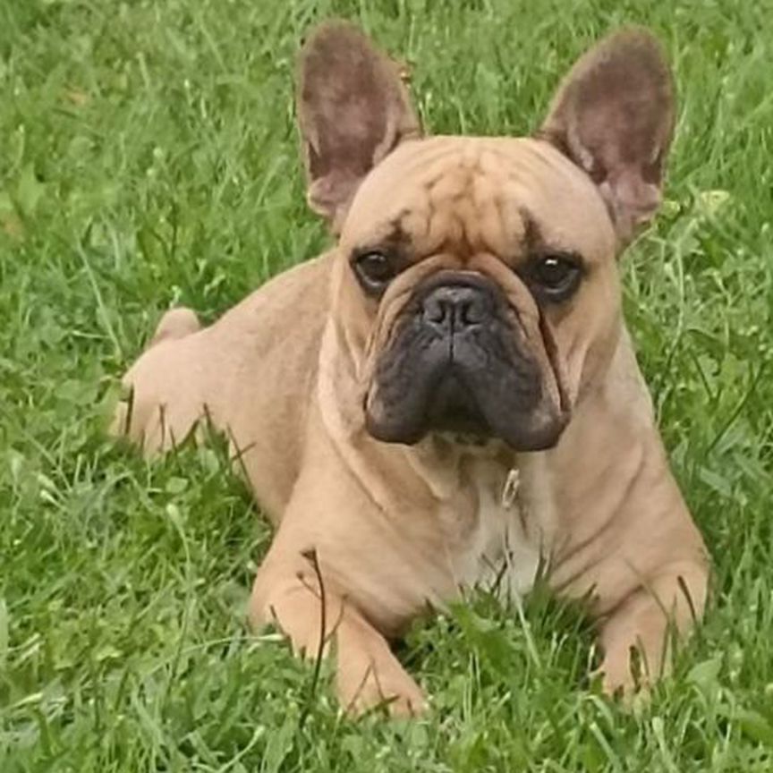 Французский бульдог щенки