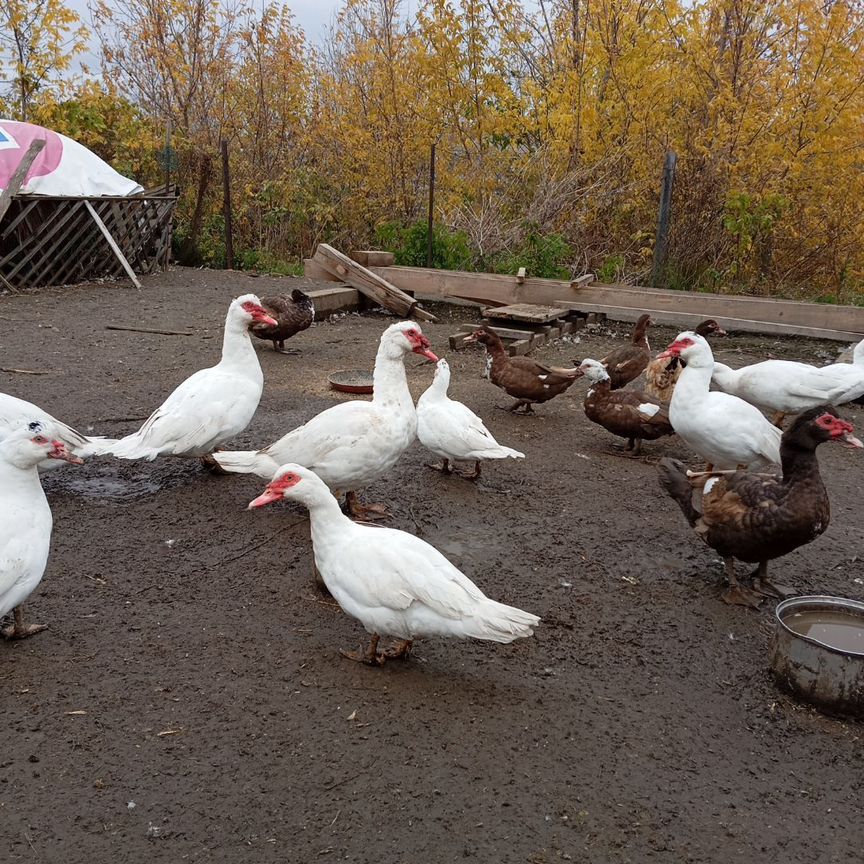 Мускусные утки