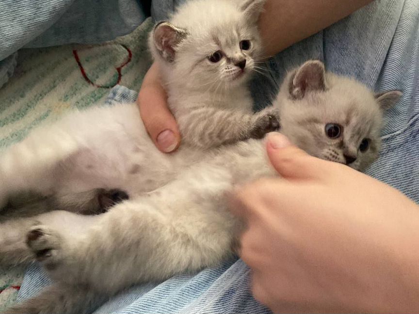 Котята