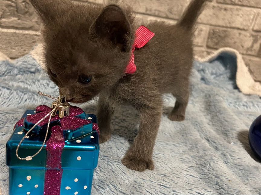 Котенок мальчик сфинкс Гермес