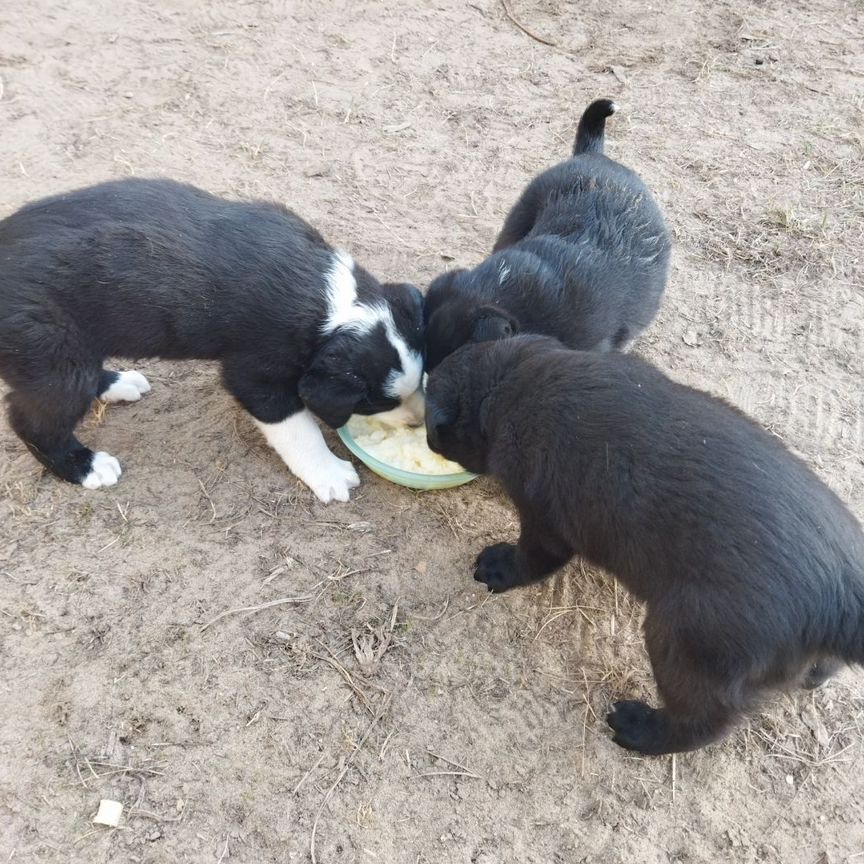 Щенок в добрые руки