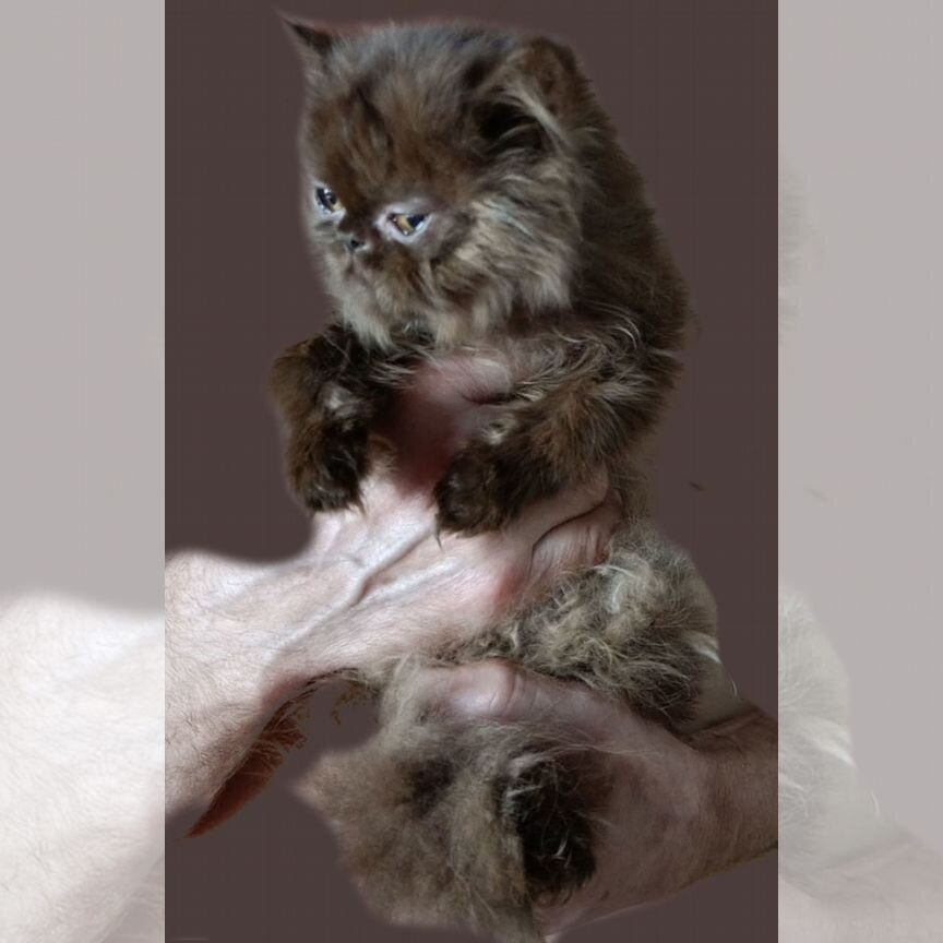 Персидский котёнок
