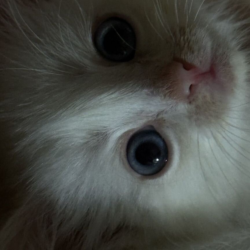 Канадский сфинкс котёнок