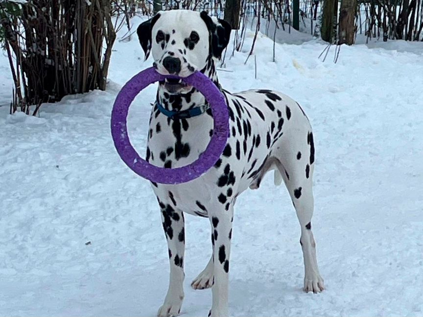 Молодой мальчик далматина ищет новый дом