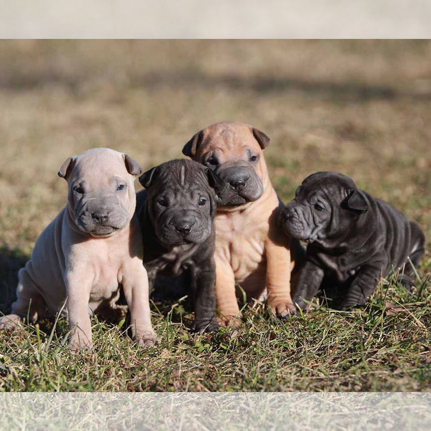 Шарпей, щенок