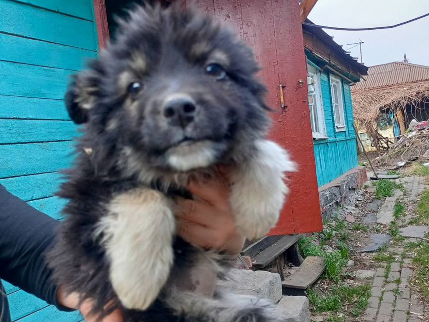 Щенок в добрые руки