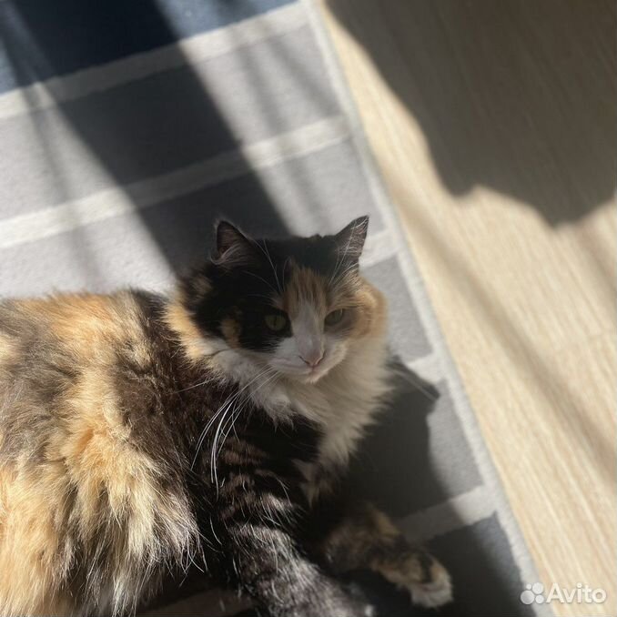 Потерялась кошечка белла