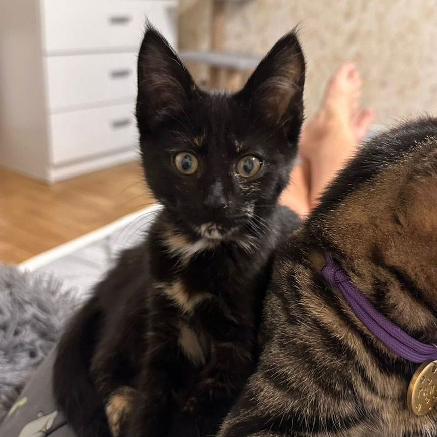 Кошечка черепашка в дар