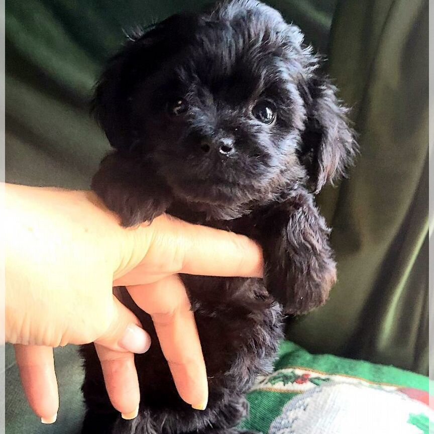 Той-пудель, щенок