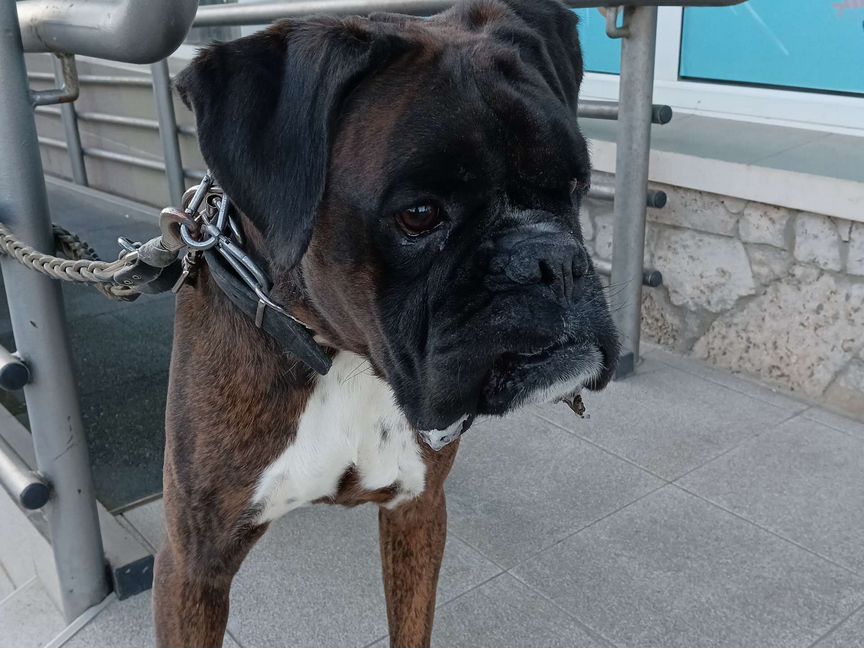 Собака,пёс,боксёр,друг,охрана,компаньон