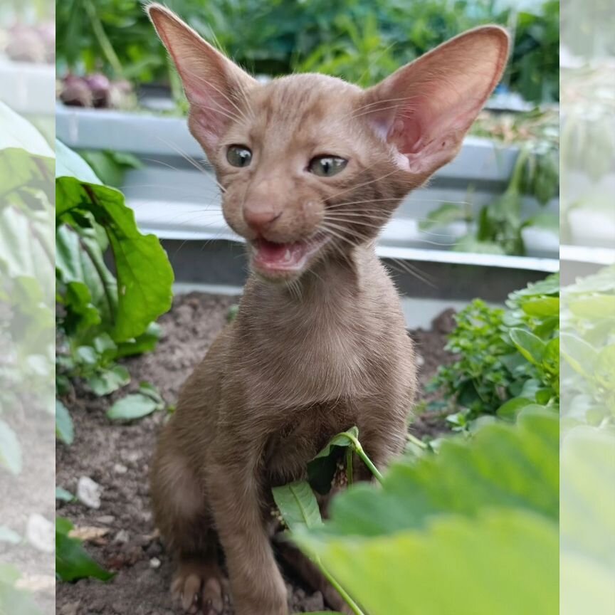 Ориентальные котята
