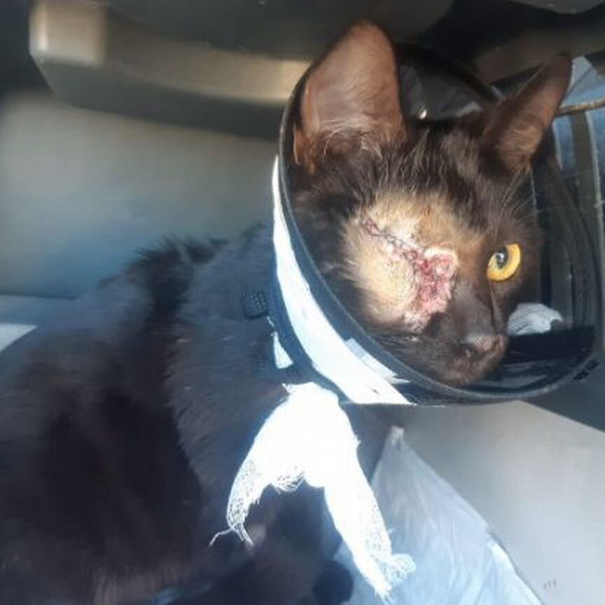 Взрослый кот в добрые руки