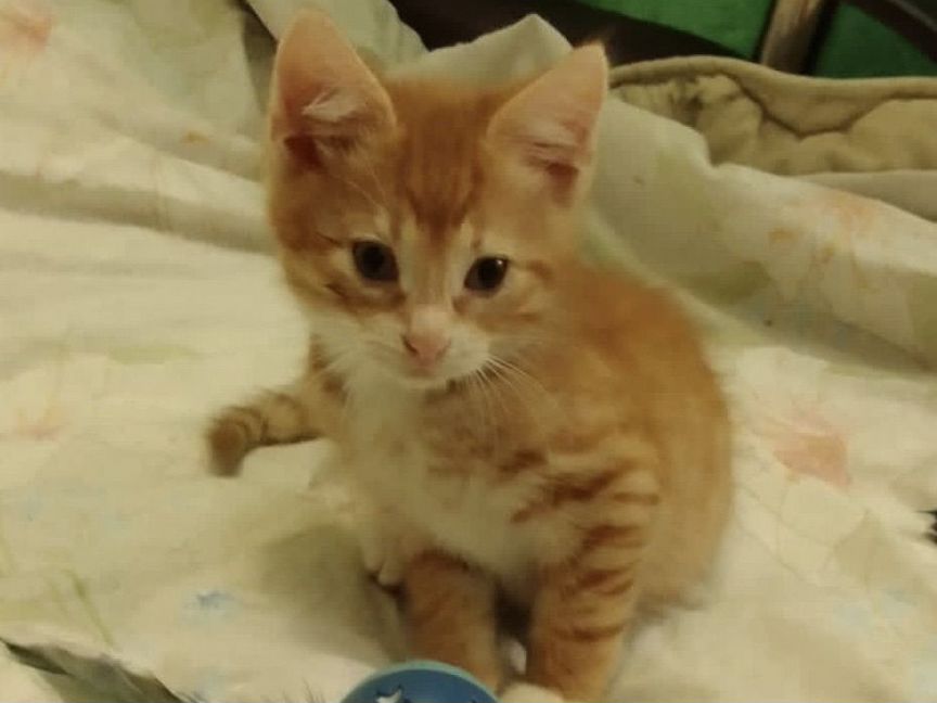 Рыжий котик 1,5 месяца