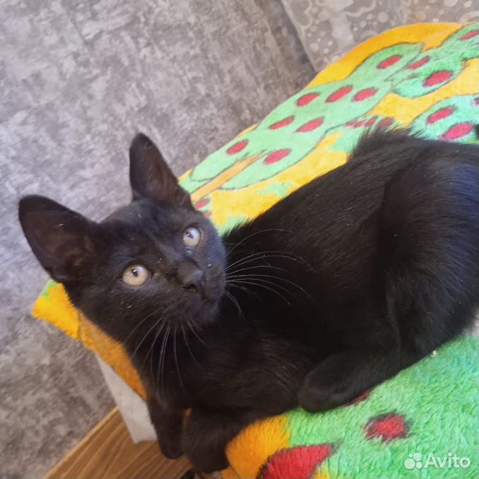 Котик Уголёк (5 мес) ищет дом