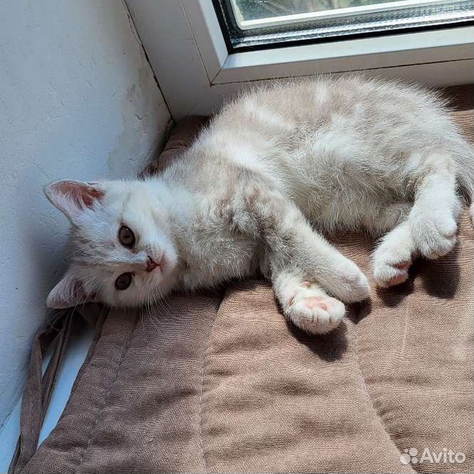 Кошки шотландцы