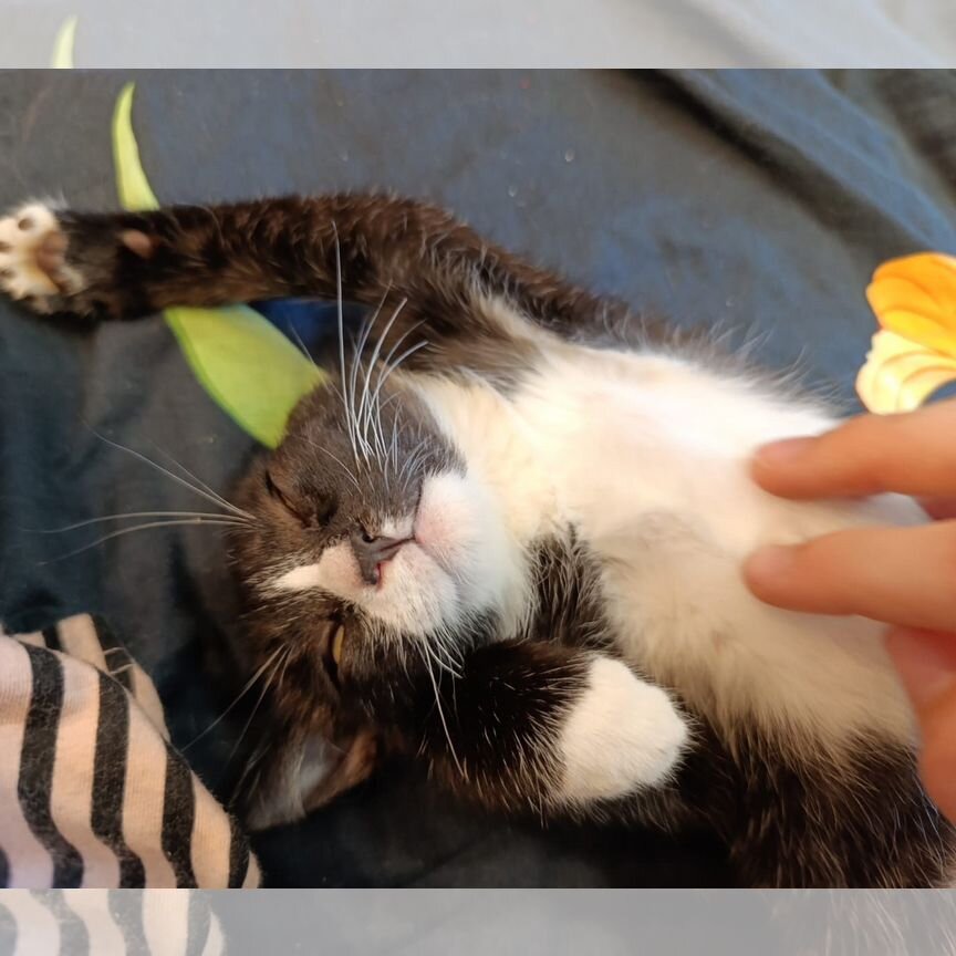 Котенок в дотрые руки