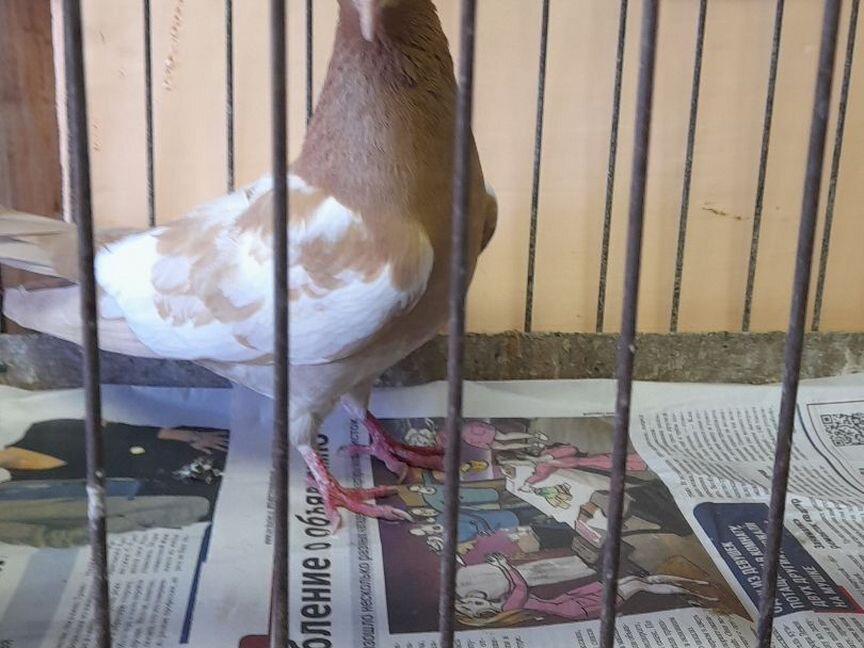 Голуби бакинцы