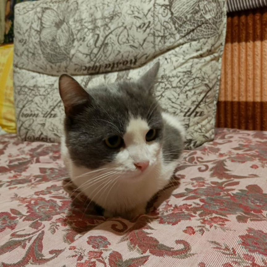 Котику нужен дом