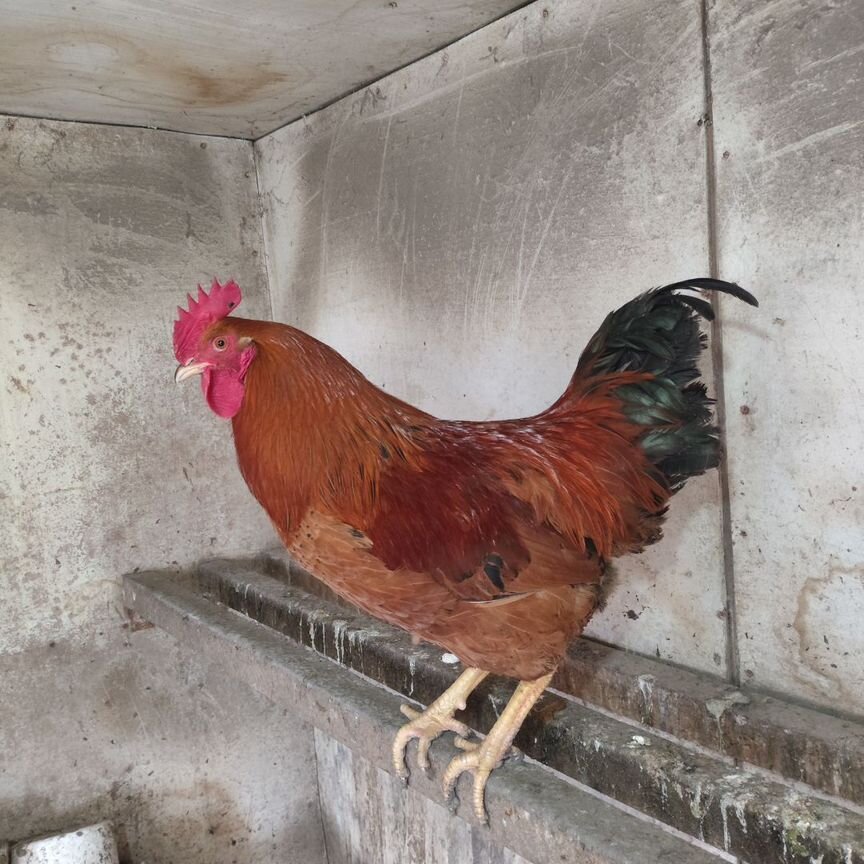 Молодые петухи