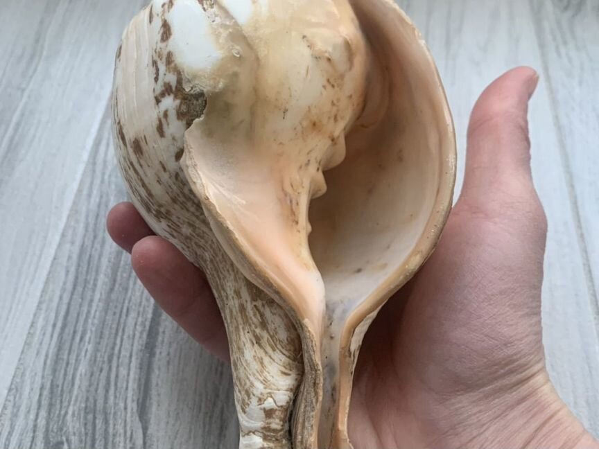 Ракушка океаническая