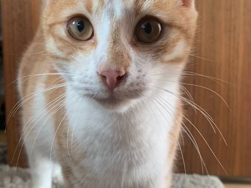 Рыжий котенок мальчик бесплатно