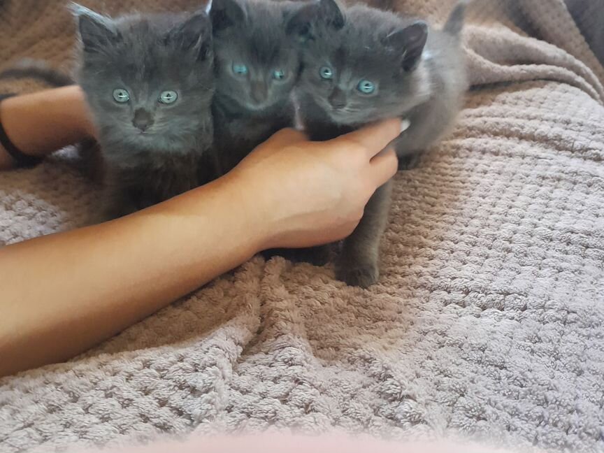 Котята русская голубая