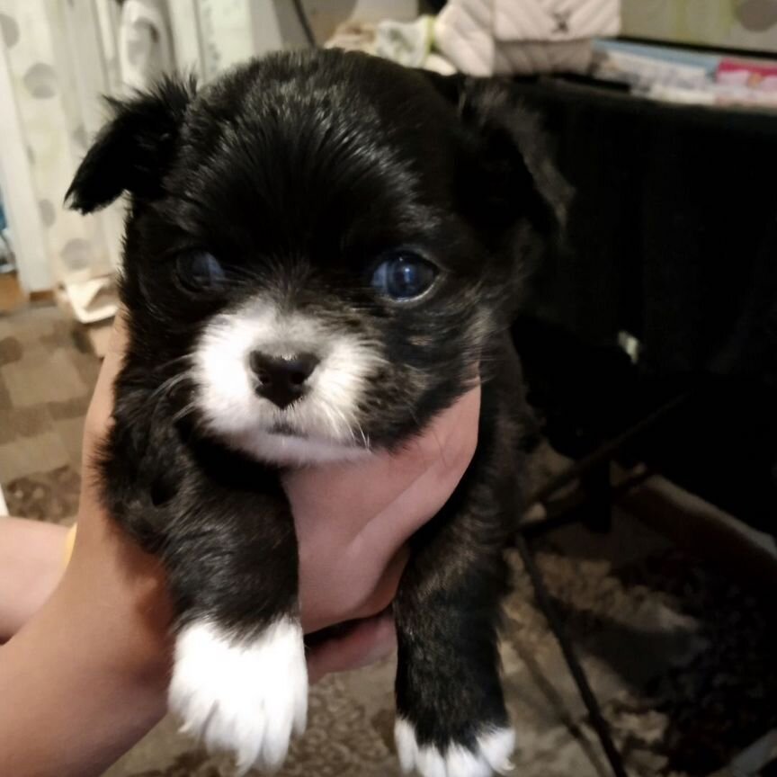 Щенки чихуахуа длинношерстные мальчик