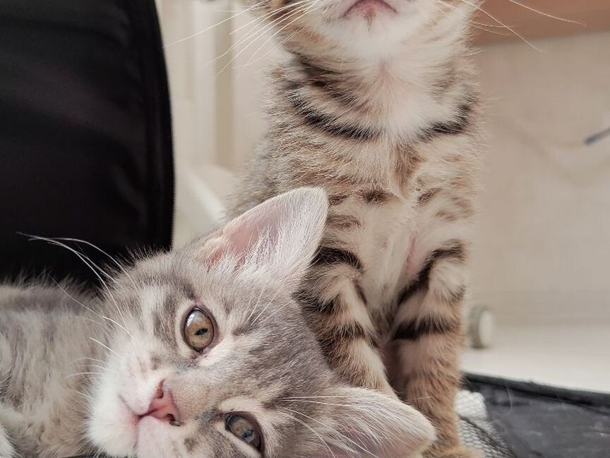 Котята, котенок в добрые руки
