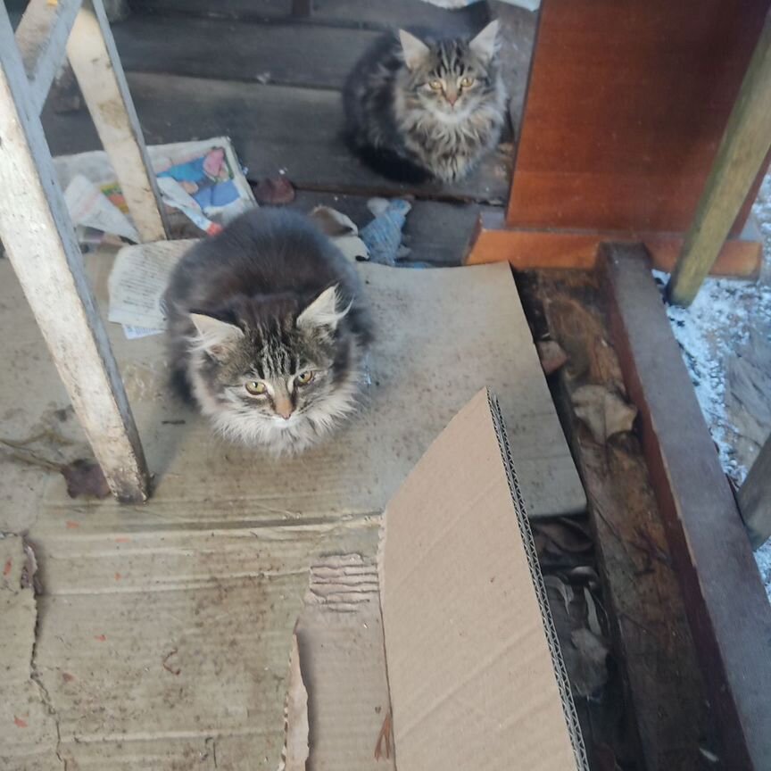 Котята бездомные