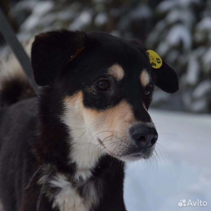 Арчи ищет семью