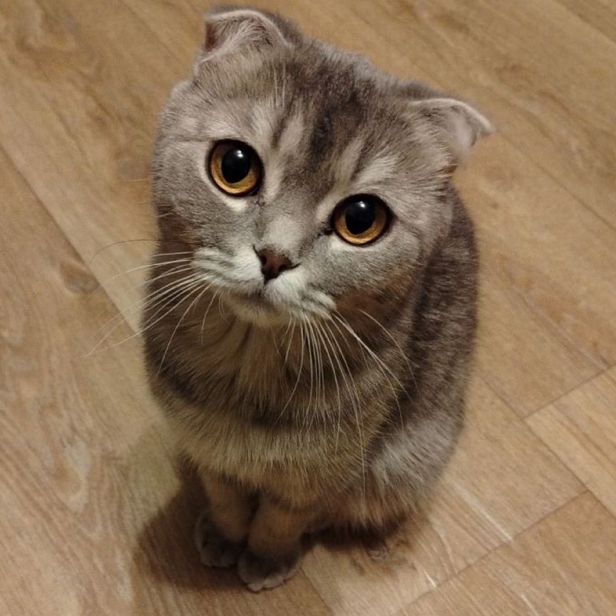 Шотландская вислоухая короткошёрстная кошка, взрослая