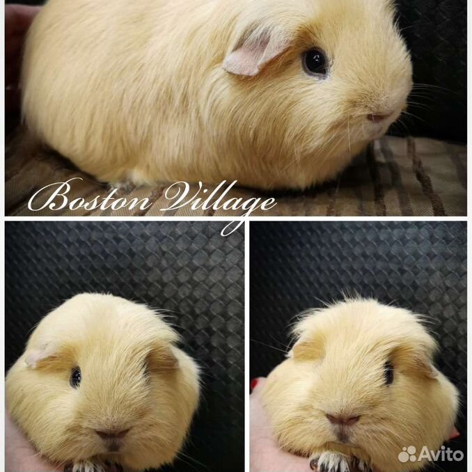 Морская свинка мальчик