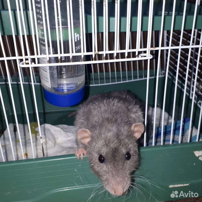 Крыса дамбо голубая